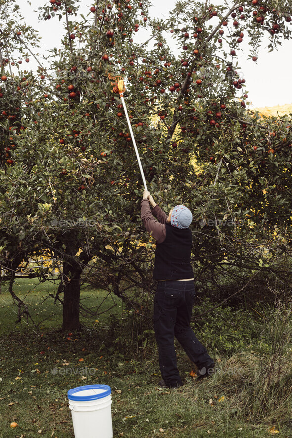 Woman picking apples from tree using fruit picker, rear view Stock ...