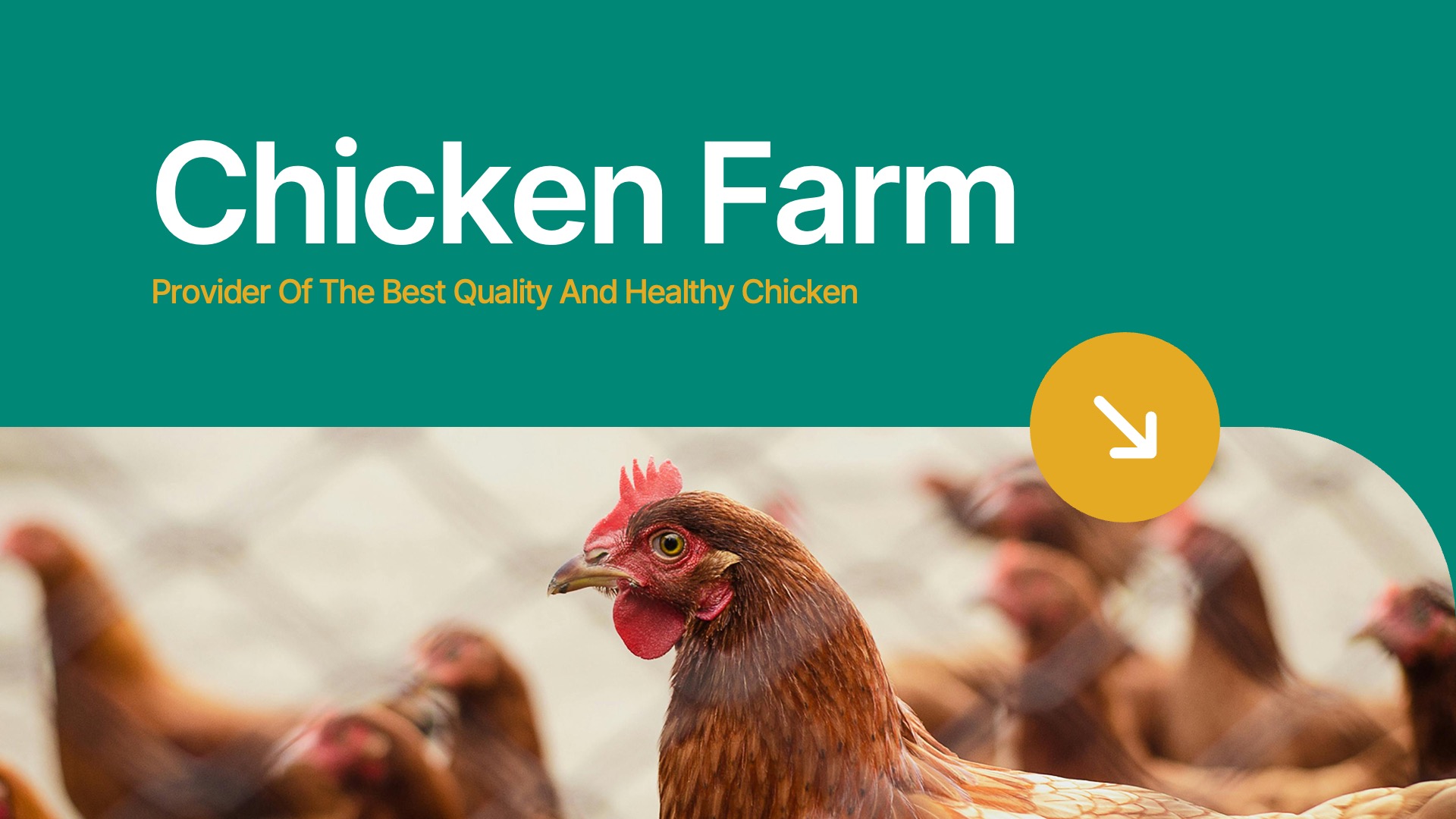 Chicken Farm PowerPoint Template, Presentation Templates | GraphicRiver