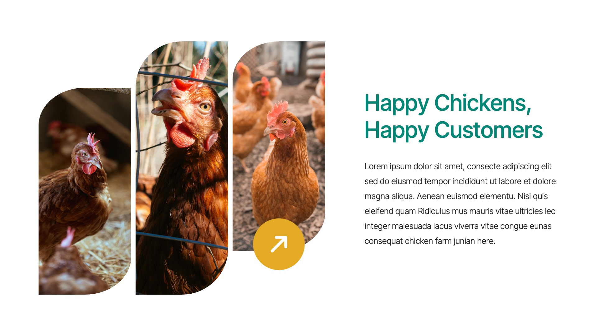 Chicken Farm PowerPoint Template, Presentation Templates | GraphicRiver