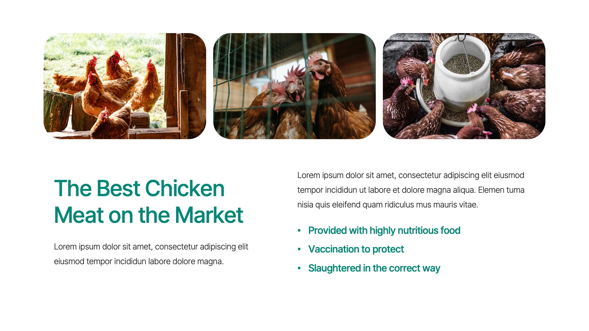 Chicken Farm PowerPoint Template, Presentation Templates | GraphicRiver