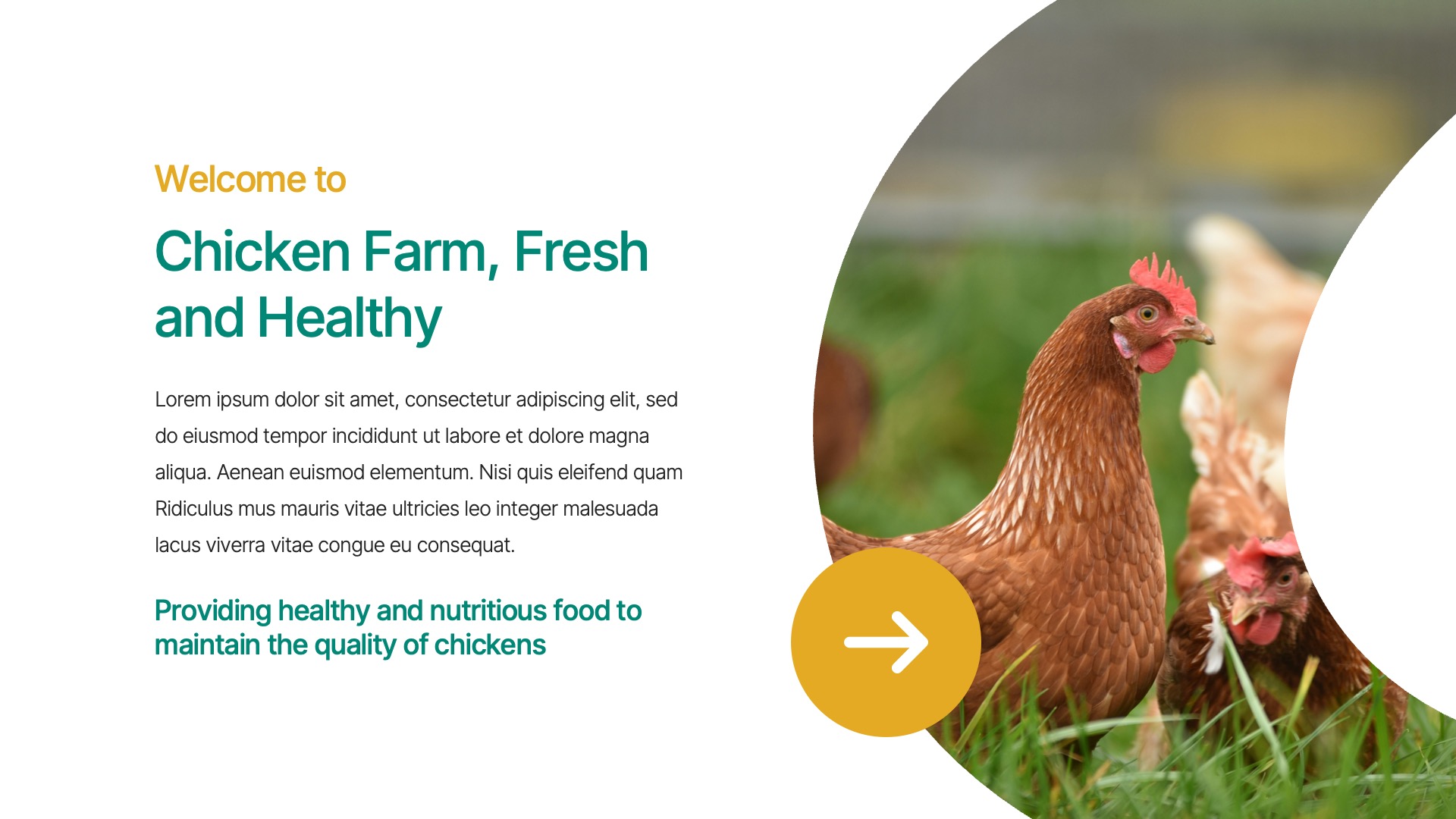 Chicken Farm PowerPoint Template, Presentation Templates | GraphicRiver