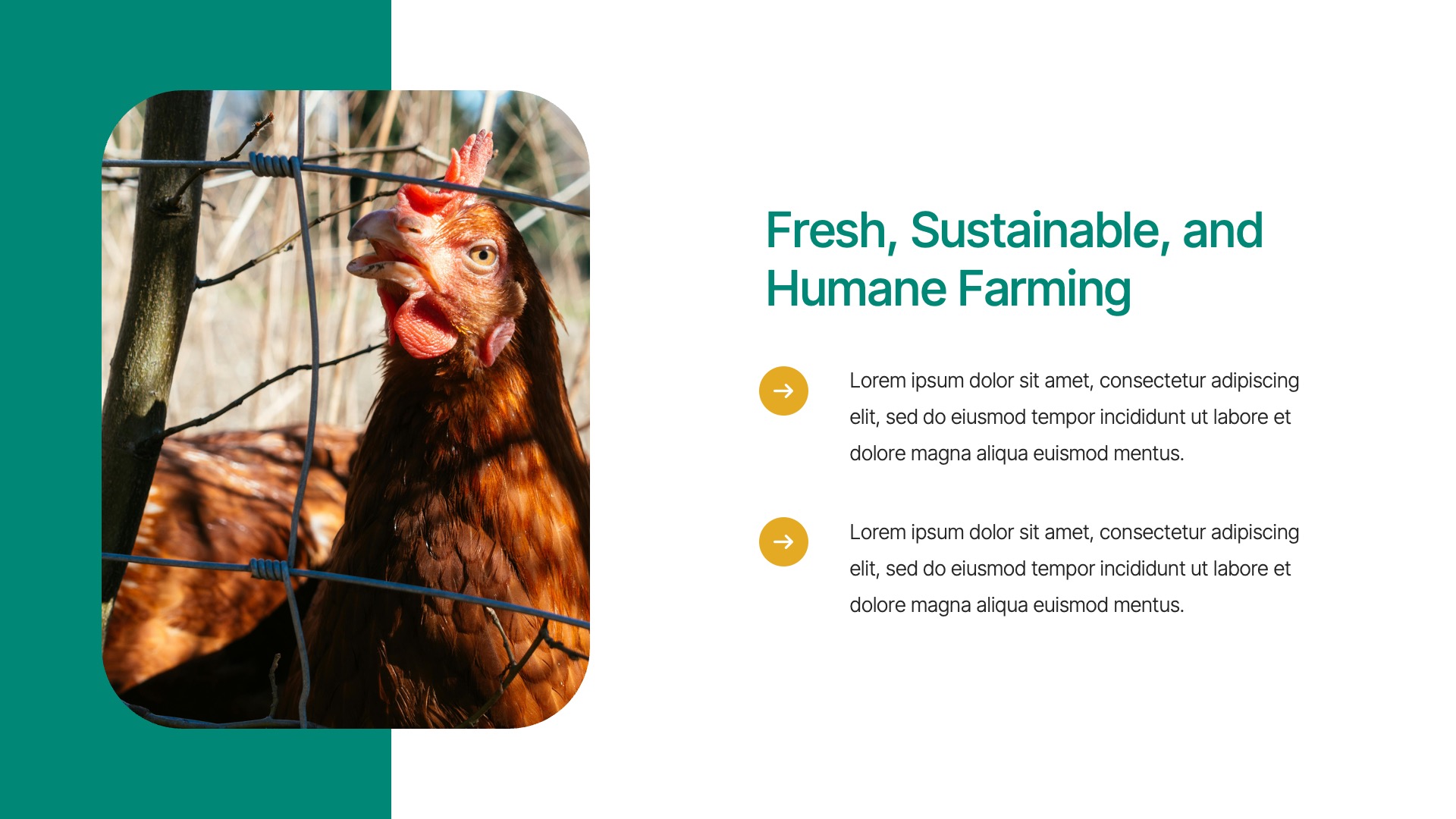 Chicken Farm PowerPoint Template, Presentation Templates | GraphicRiver