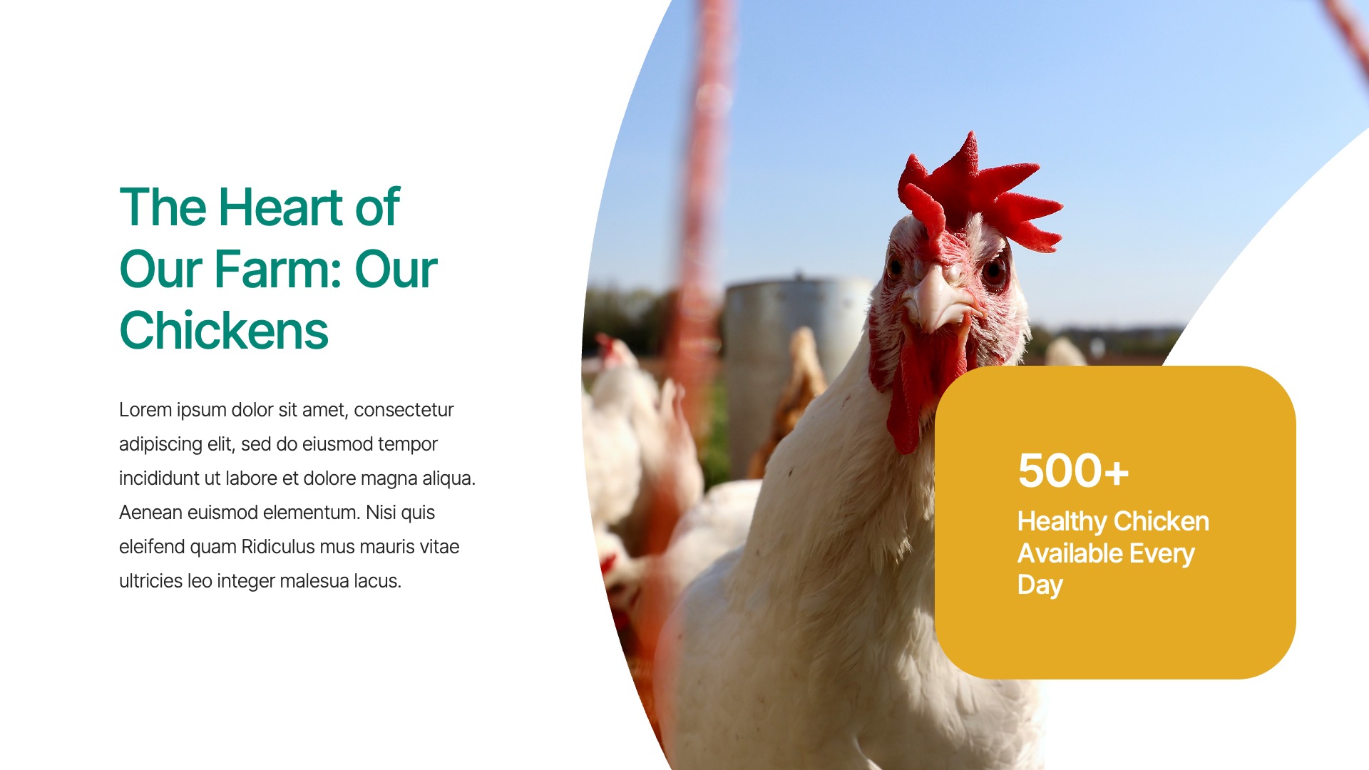 Chicken Farm Keynote Template, Presentation Templates | GraphicRiver