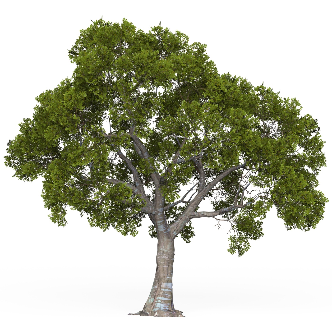 Game Ready Tree 05 by plantworld3d | 3DOcean