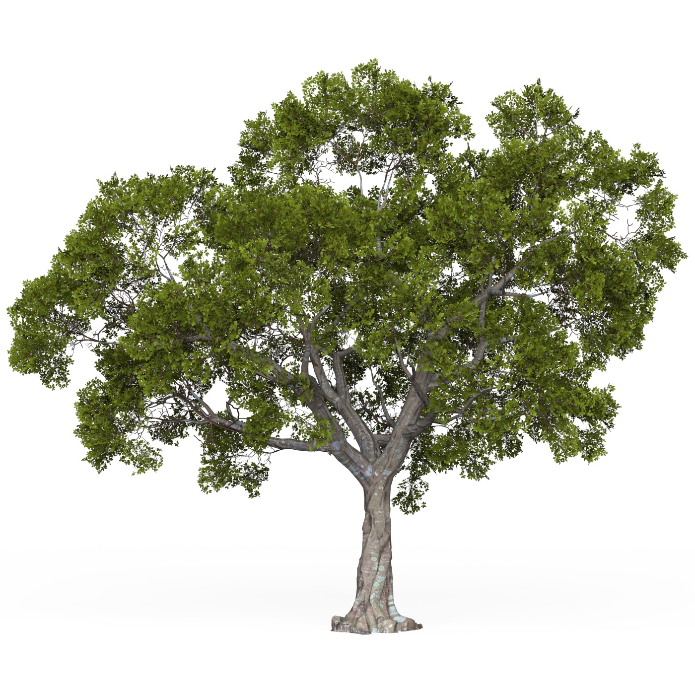 Game Ready Tree 05 by plantworld3d | 3DOcean