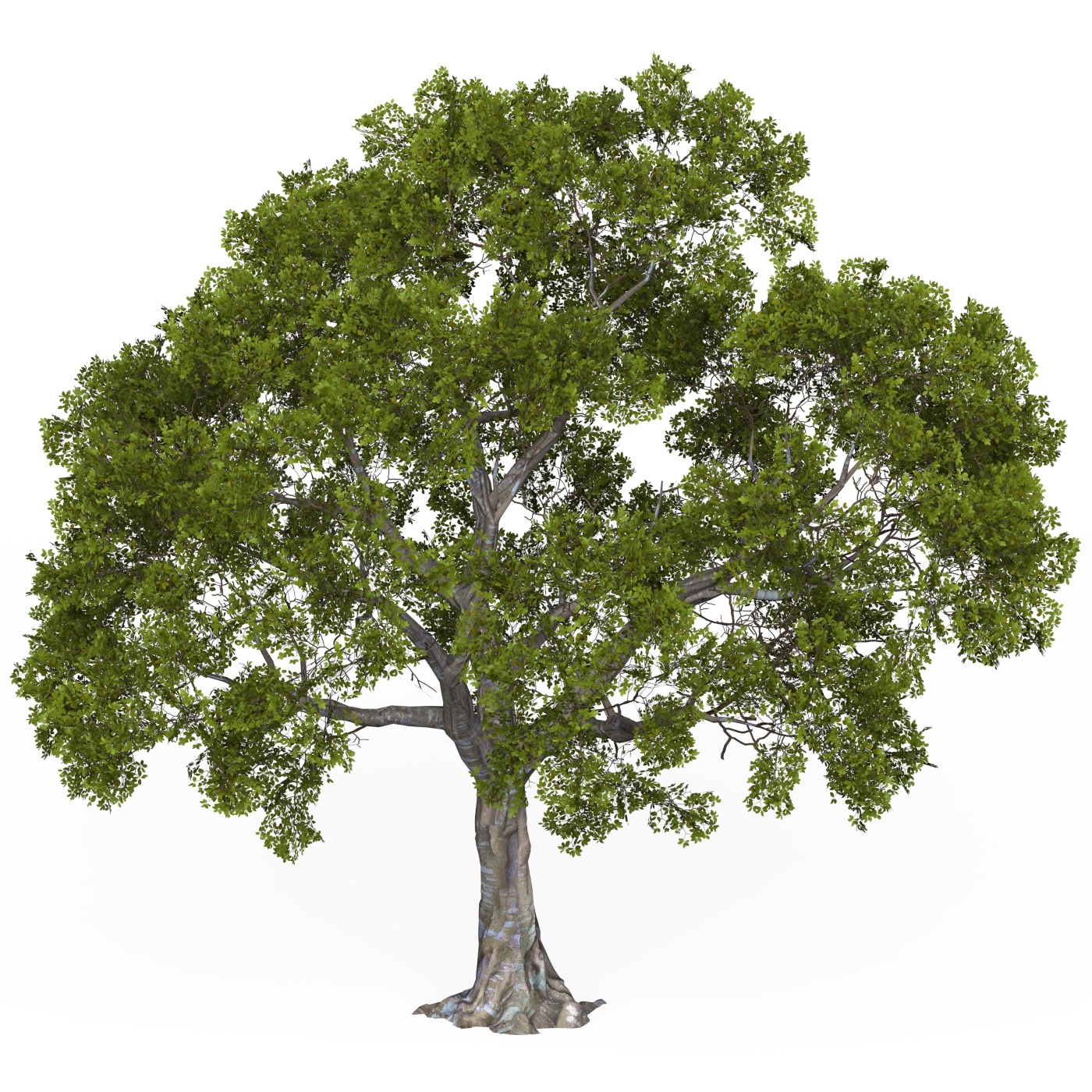Game Ready Tree 05 by plantworld3d | 3DOcean