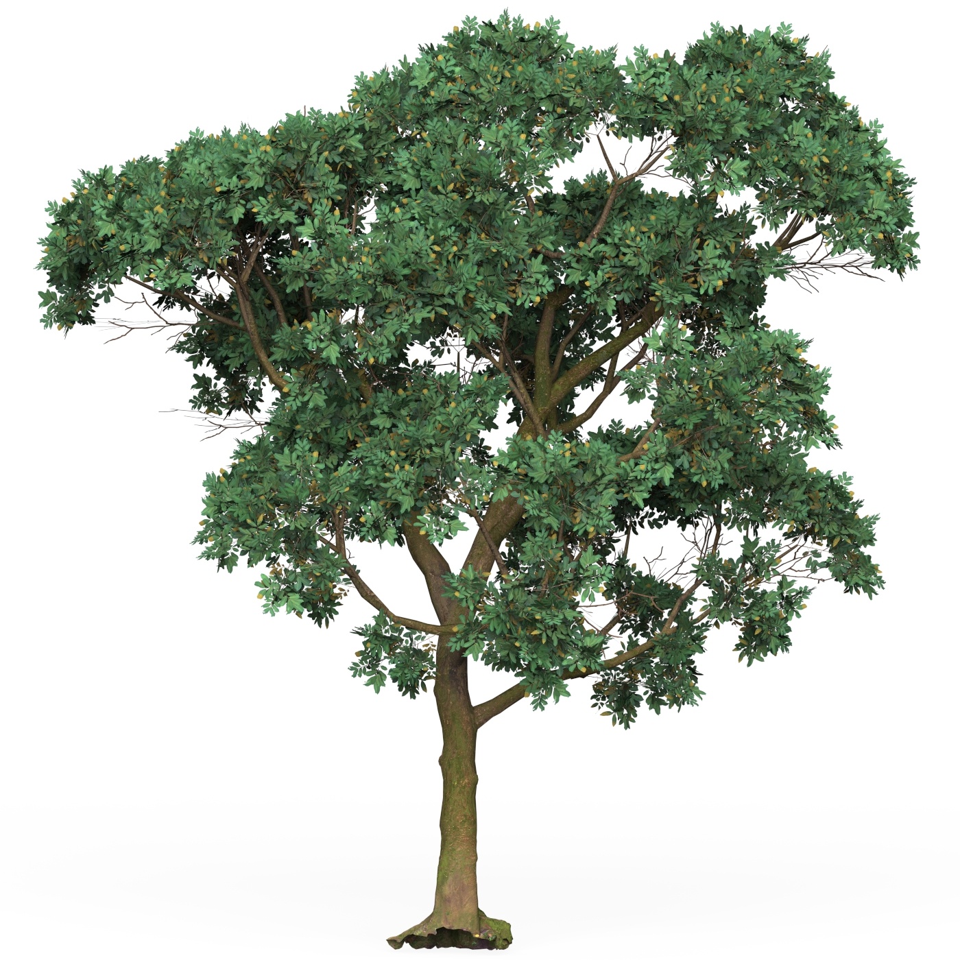 Game Ready Tree 20 by plantworld3d | 3DOcean