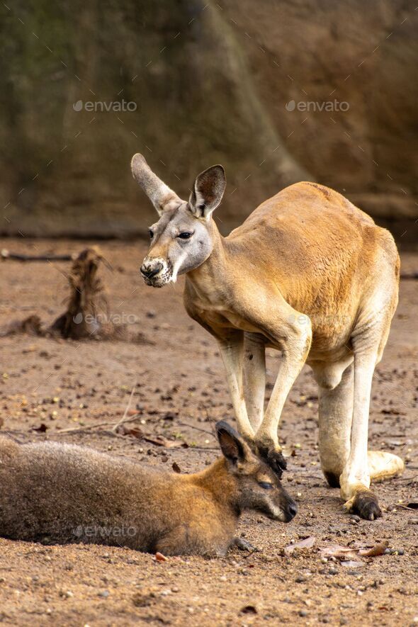 Pair of kangaroos, one standing and one lying down, in a natural ...