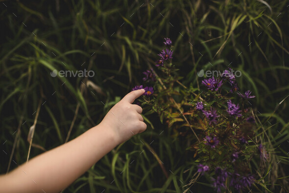 Cropped view of girls hand pointing at flower Stock Photo by Image-Source