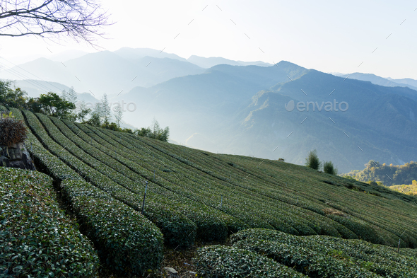 Tea field in Shizhuo Trails at Alishan of Taiwan Stock Photo by leungchopan