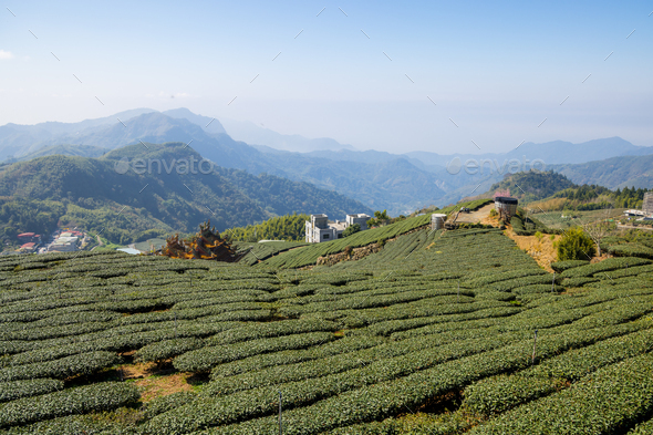 Tea field in Shizhuo Trails at Alishan of Taiwan Stock Photo by leungchopan