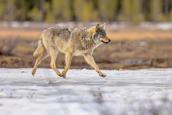 Eurasian Wolf marching in snow landscape Stock Photo by CreativeNature_nl