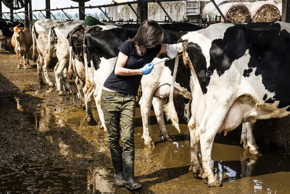 Female organic farmer taking temperature from cow's backside at dairy ...