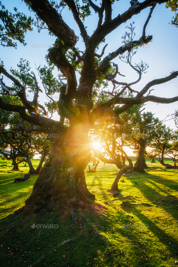 Fanal forest on Madeira island, Portugal Stock Photo by Dmitry_Rukhlenko