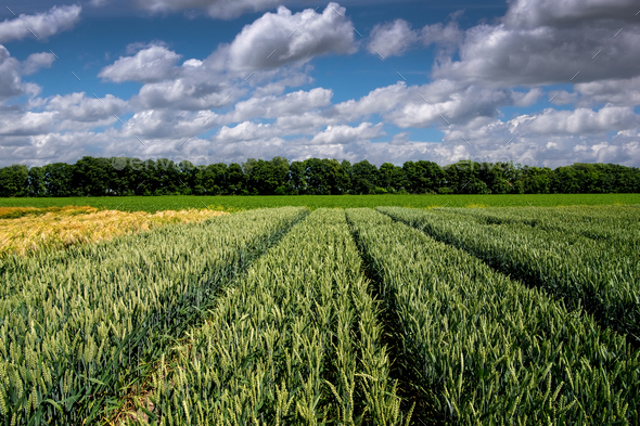 lines of sectors of cereal crop wheat varieties plantations and ...