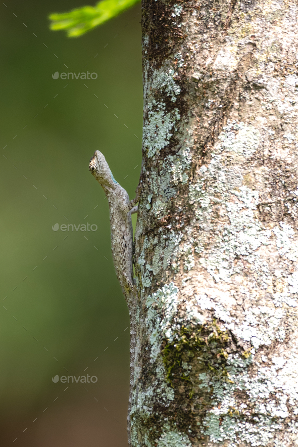 Draco volans, also commonly known as the common flying dragon Stock ...