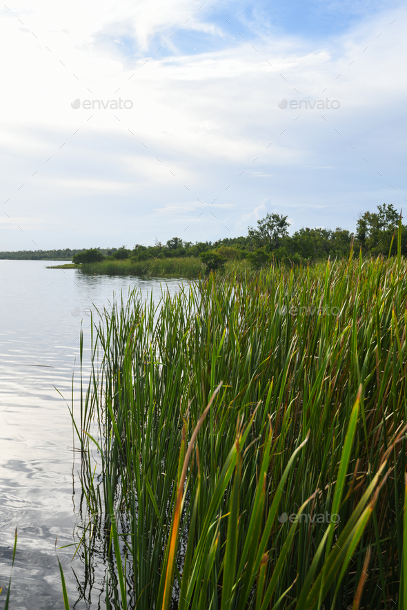 Plants and reeds background in Lake Trafford in South Florida. A large ...