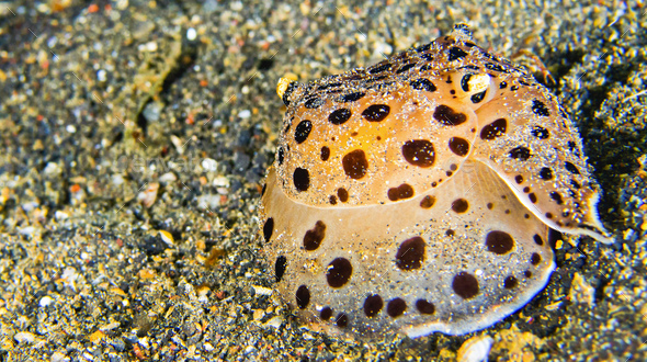 Moon-Heaoed Sidegill Slug, Indonesia Stock Photo by AlbertoCarrera