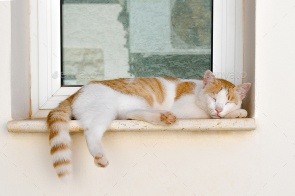 Cat sleeping in front of the dirty old window of an old house. Stock ...