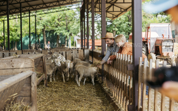 Father and Son Feeding Sheep at Farm Stock Photo by josecarloscerdeno