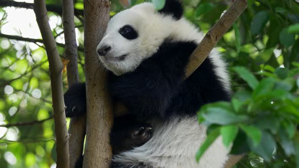Baby Panda Dozing Off. A Funny Panda Bear Falling Asleep Sitting on a ...