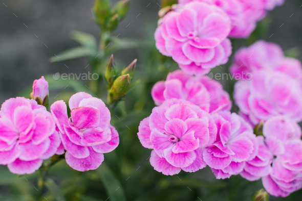 Pink Mini Carnation Flowers in Summer in the Garden Stock Photo by ...
