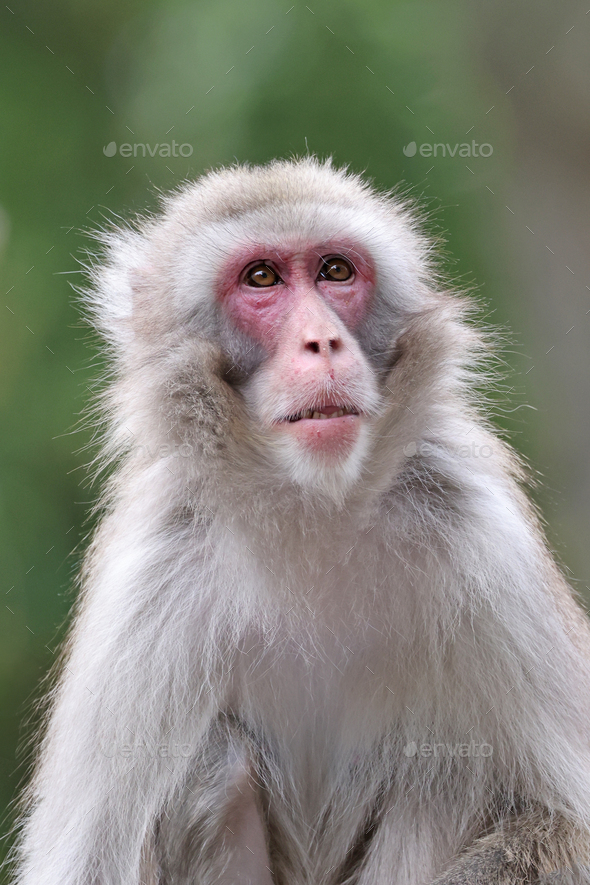 Cute Japanese monkey (Macaca Fuscata),close up shot Stock Photo by ...