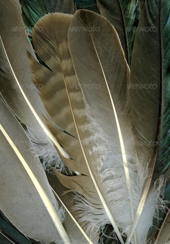 Raven feathers Stock Photo by eAlisa | PhotoDune