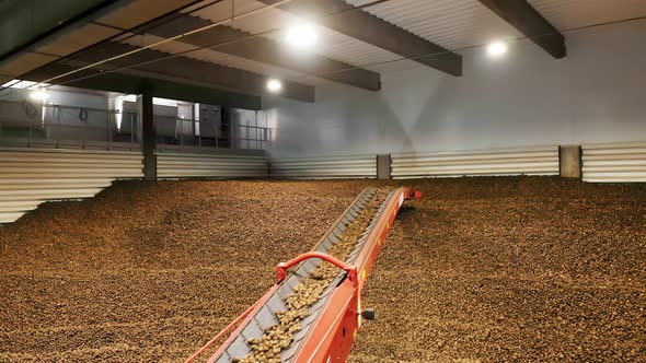 Potato Harvest in Warehouse, Stock Footage | VideoHive