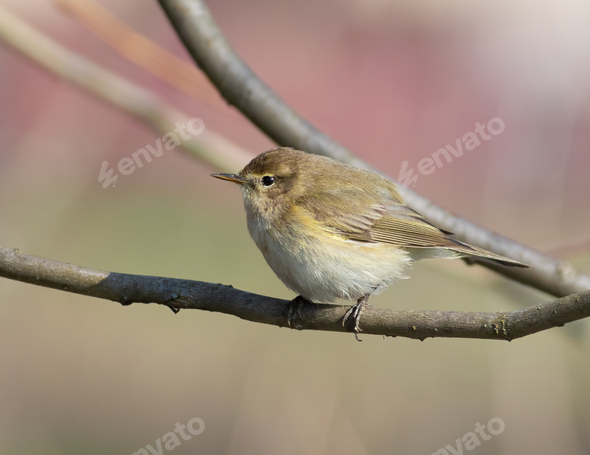 Common chiffchaff, Phylloscopus collybita. A bird sits on a tree branch Stock Photo by yuriybal