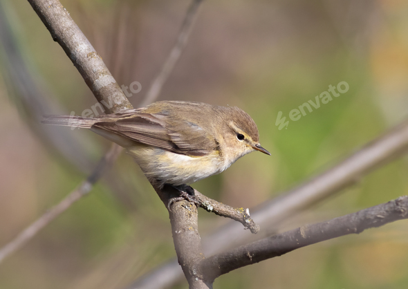 Common chiffchaff, Phylloscopus collybita. A bird sits on a tree branch Stock Photo by yuriybal