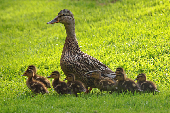mother and her duckling babies on nature background Stock Photo by ...