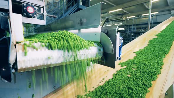 Conveyor Transportation of Processed Green Peas, Stock Footage | VideoHive