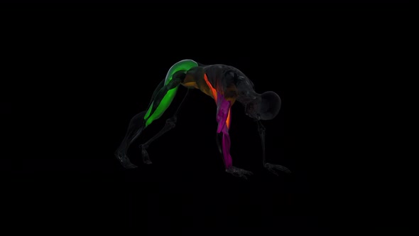 Anatomy of Pike Exercise, Motion Graphics | VideoHive