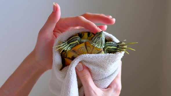 Female Hands Drying Redeared Turtle In White Towel After Washing In ...