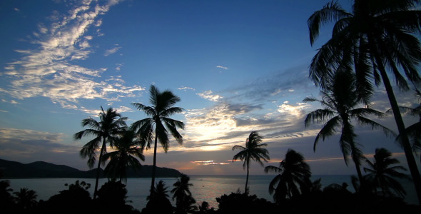 Palm tree sunset loop, Stock Footage | VideoHive