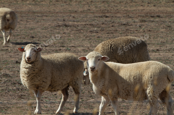 Sheep stand in a sunlit outback farm, surrounded by expansive, rugged ...