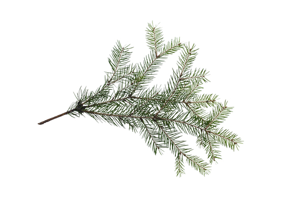 Christmas tree branches isolated on white background with copy space Stock Photo by tatkaalekseeva15