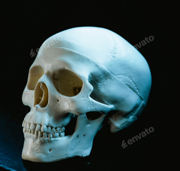 scary human skull horror Halloween Stock Photo by melis82 | PhotoDune