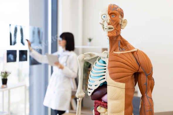 Medical anatomy model in modern clinic with doctor examining x-rays ...