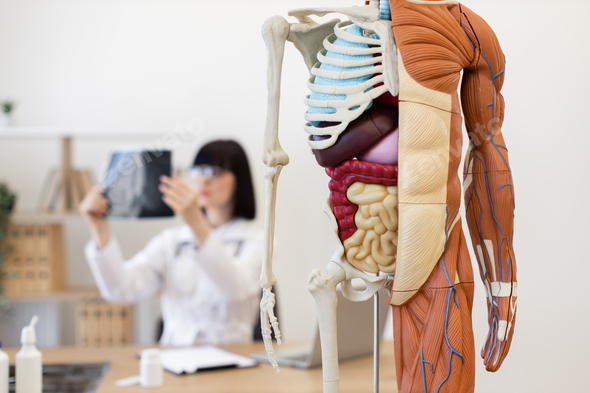 Medical professional studying X-ray with anatomical model of human body ...