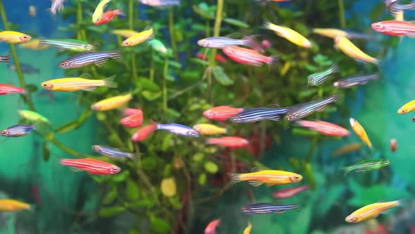 Danio Small Fast Fish with Unusual Colors, Stock Footage | VideoHive