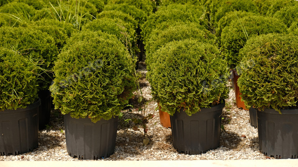 Small shrubs of the evergreen coniferous Thuja occidentalis in ...