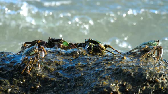 Crabs on the Rock at the Beach, Stock Footage | VideoHive