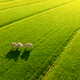 Cows herd on the field. View from drone Stock Photo by biletskiy | PhotoDune