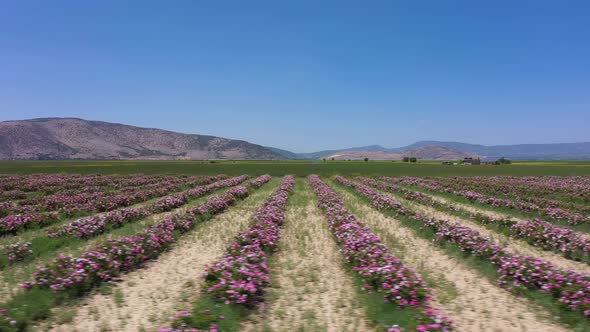 Rose Field, Stock Footage | VideoHive