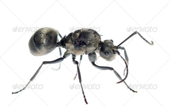 ant Stock Photo by Panxunbin | PhotoDune