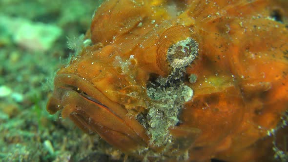 orange humpback scorpionfish close up., Stock Footage | VideoHive