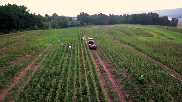 Aerial view of workers in field picking fresh corn with tractor pulling ...
