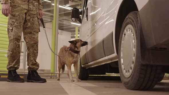Security Check of Vehicle with Dog, Stock Footage | VideoHive